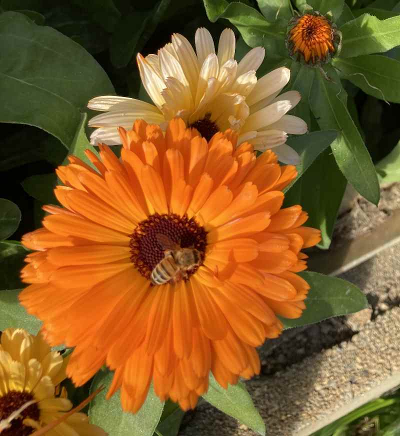 Odd bee out – AT PATHO