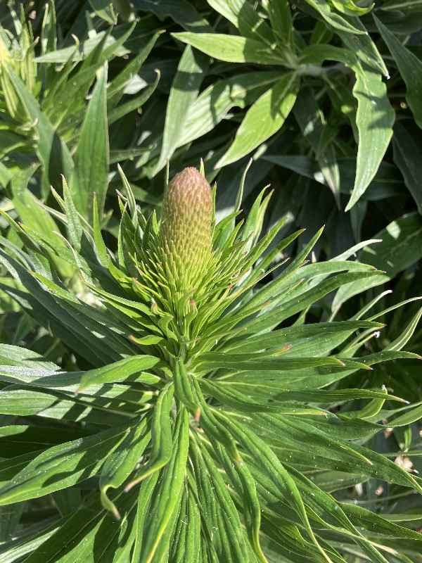 Excited about echiums – AT PATHO