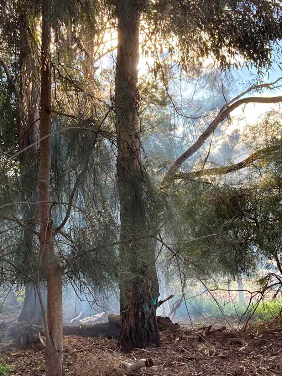 Tree row – AT PATHO