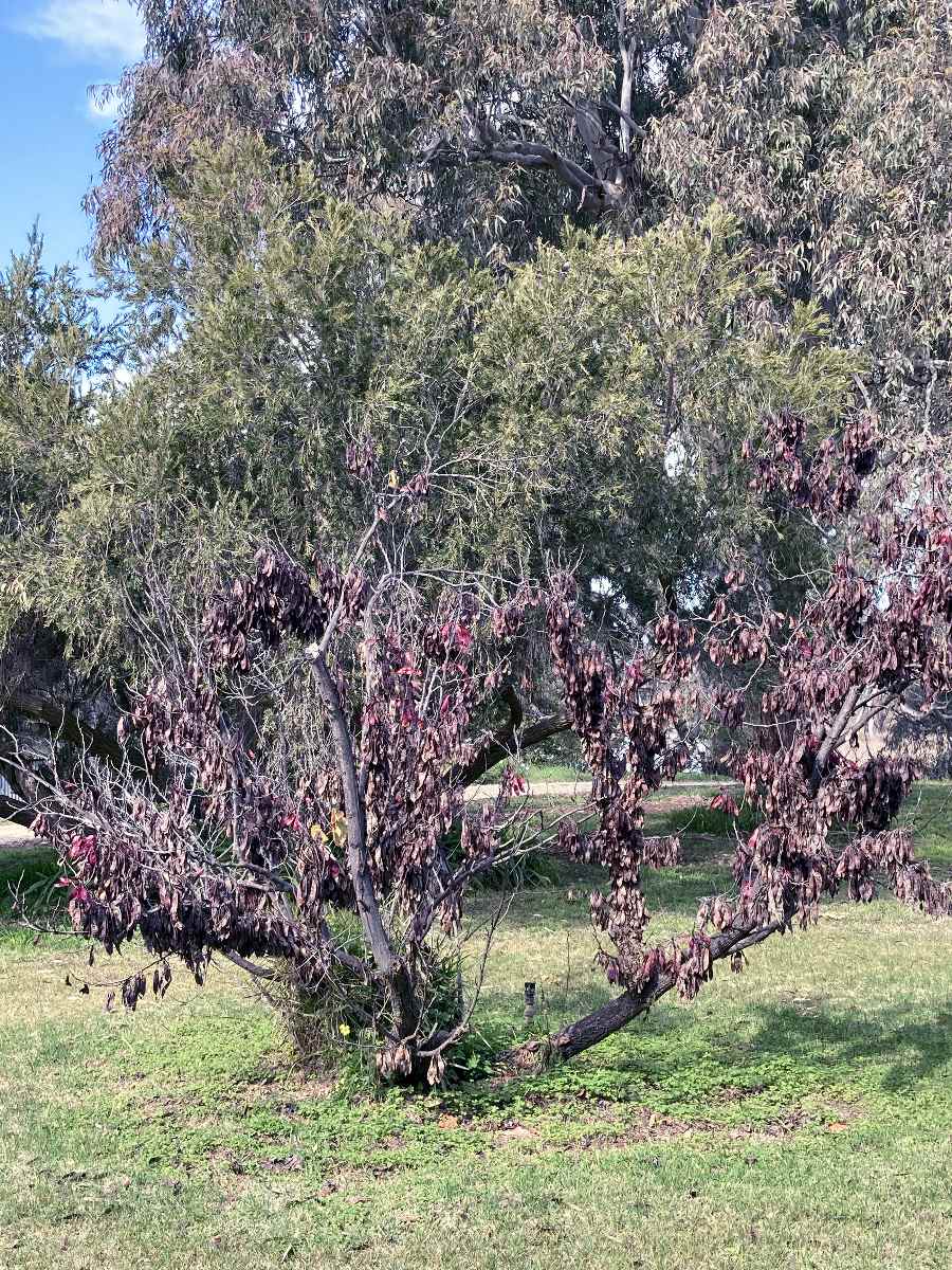 Judas Tree – AT PATHO