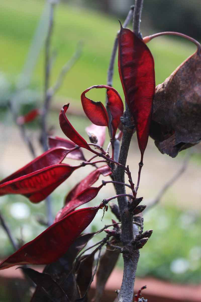 Judas Tree – AT PATHO