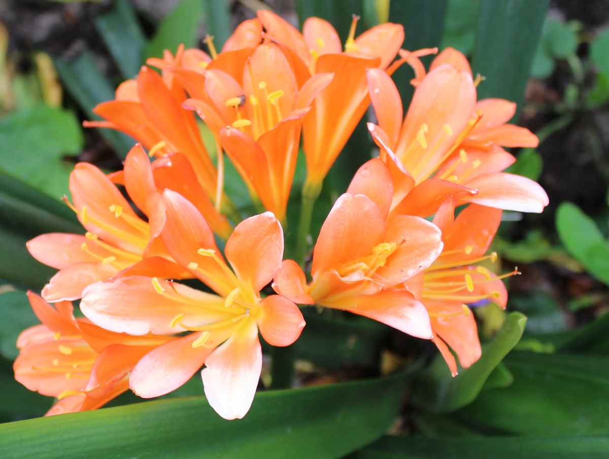 Clivia – AT PATHO