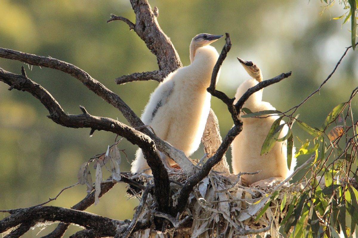 Darter babies – growing up – AT PATHO