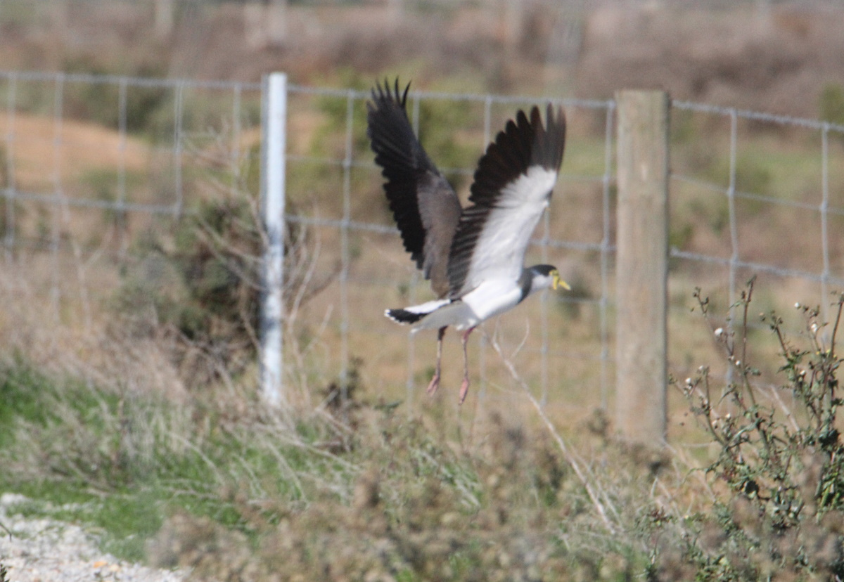Masked Lapwing (Black Shouldered) – AT PATHO
